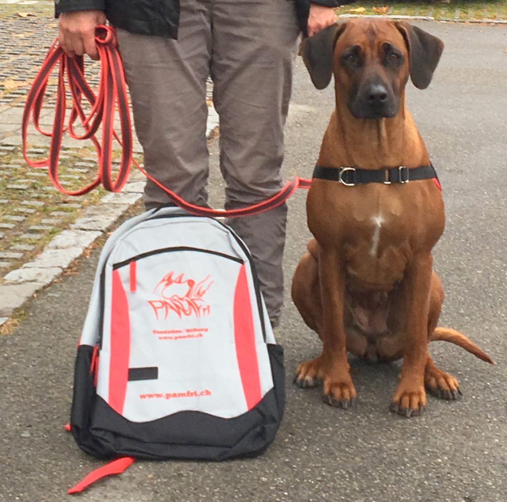 Prüfung bestanden – ushamwari.ch